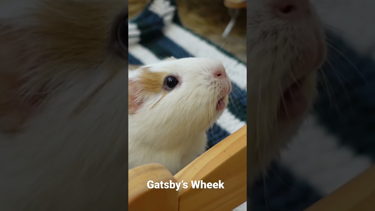 WHEEK of the WEEK - YouTube