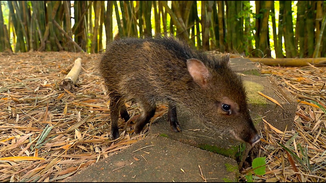 TR Verde: Cacería de Zaíno en Panamá - YouTube
