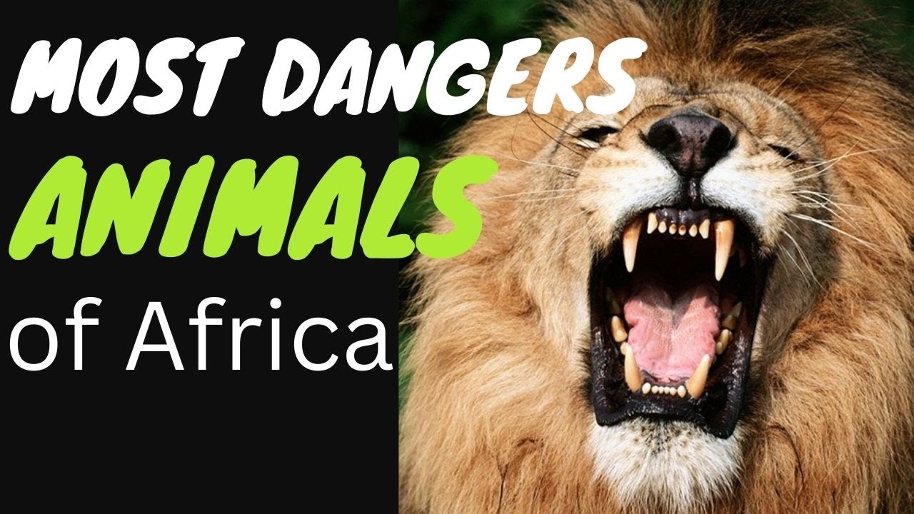 most dangerous animals of africa - YouTube