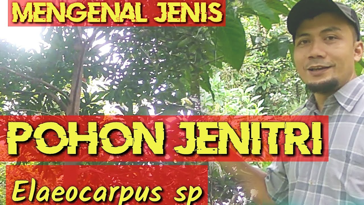 MENGENAL JENIS JENITRI, GANITRI, DI KEBUN, DUKUH KRESEK, DESA ...