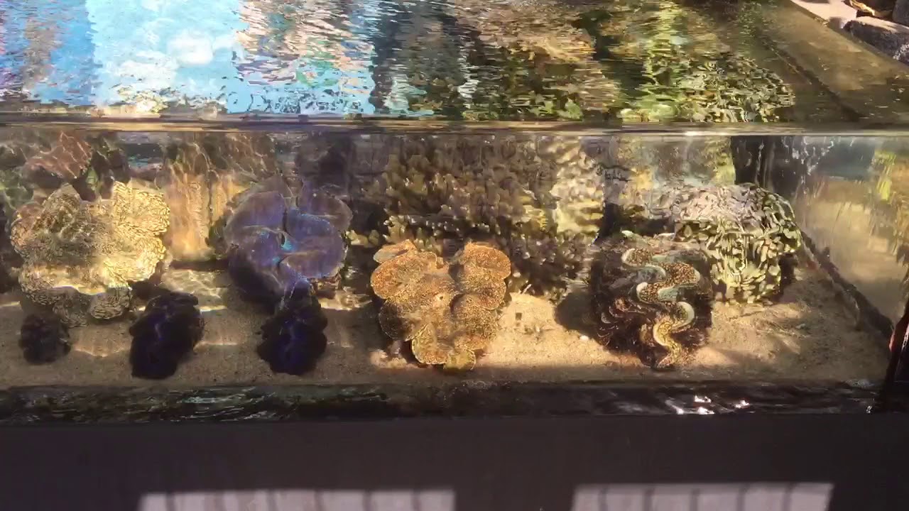 The first zero edge aquarium in Hawaii - YouTube