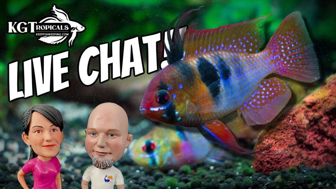LIVE Fish Talk!! - YouTube