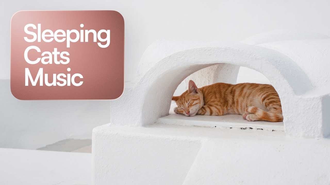 30 Minute Relaxing Sleeping Cats Meditation Music for Stress and ...