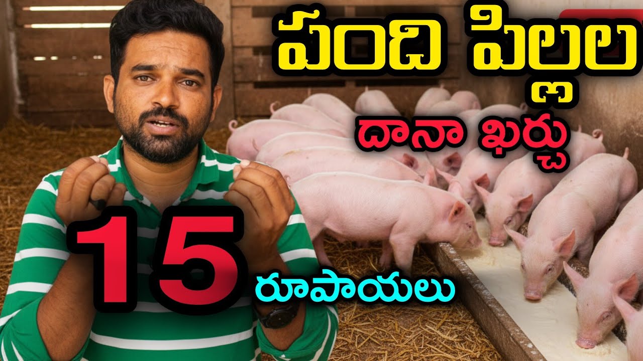 How to Cut Piglet Feed Costs (and Keep Your Pigs Healthy) - YouTube