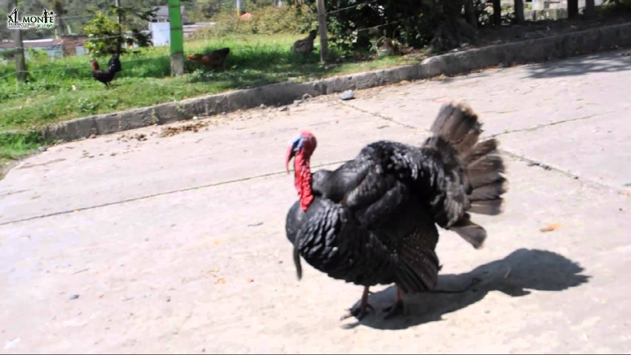 EL PISCO (PAVO) QUE ATEMORIZO A TODO UN PUEBLO (Ataque a la cámara y ...