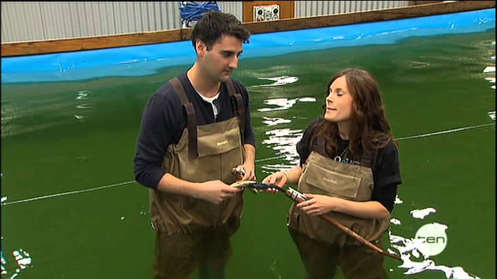 Shark & Ray Feeding | Australian Shark and Ray Centre (Sean Lynch, The ...