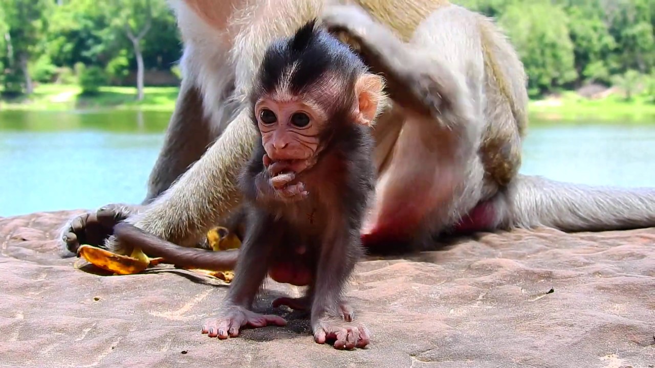 Twee baby Brittany gestures, energetic monkey baby, dinky baby monkey ...