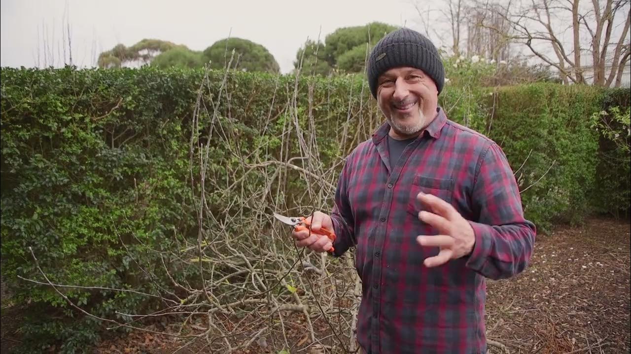 How To Prune A Dwarf Apple Tree - YouTube