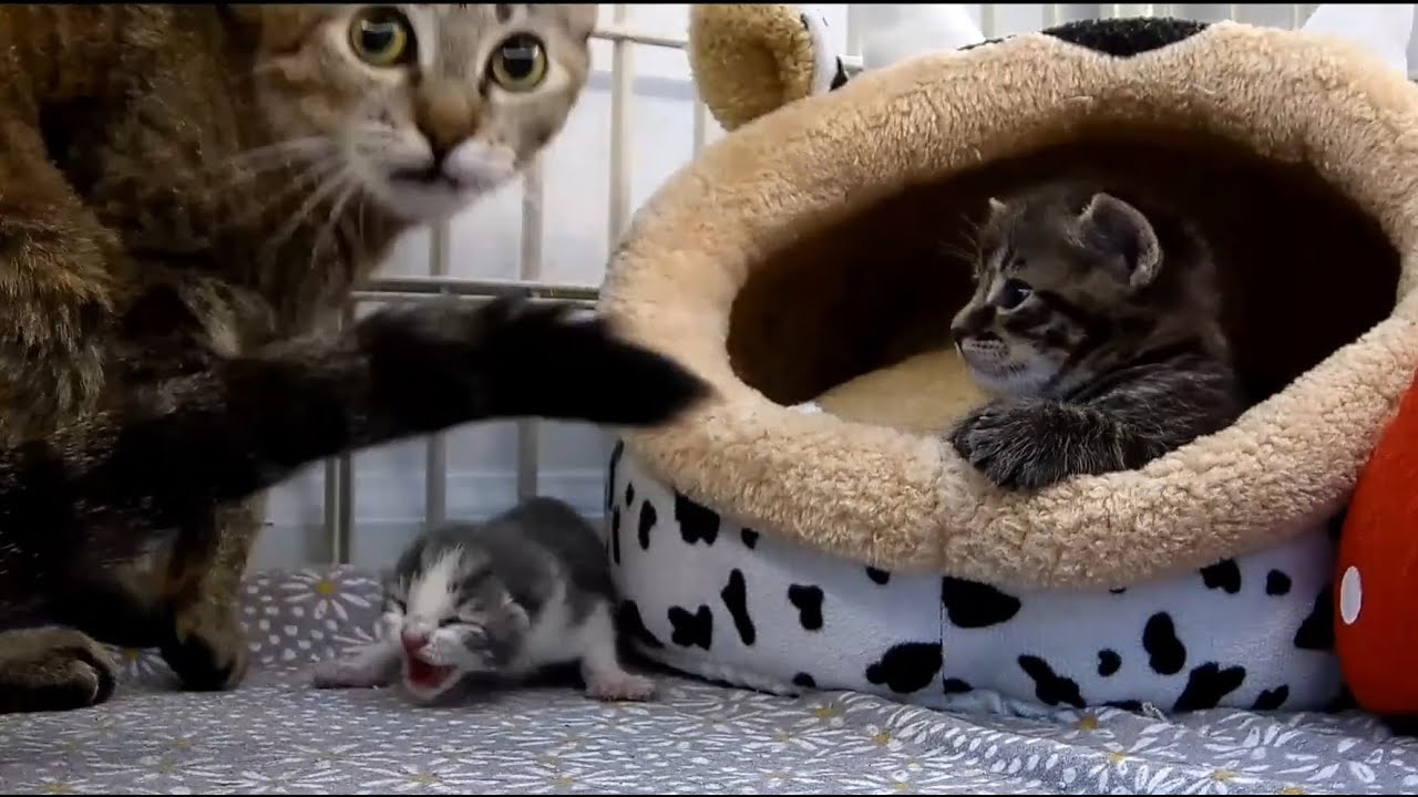 Puddles carries new tinies into cage - YouTube