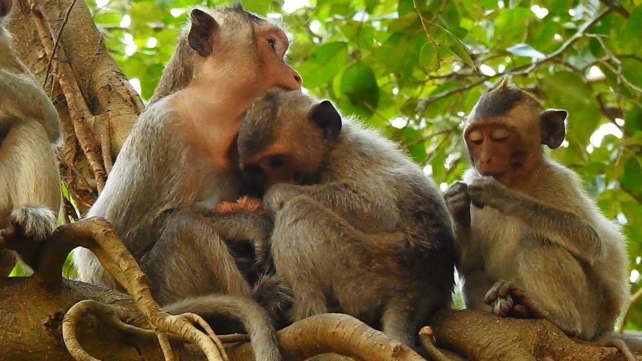 Baby monkey get sweet milk and sleep so well with sibling monkeys - YouTube