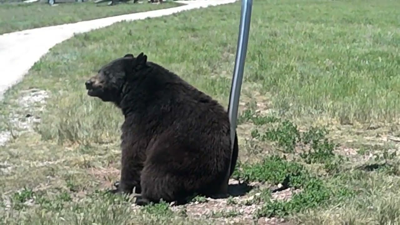 Black Bear scratching his back like Baloo in "Jungle Book" - YouTube