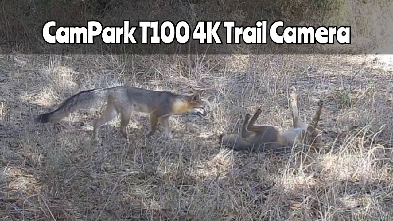 CamPark T100 Trail Camera: Aug. 2023 - YouTube