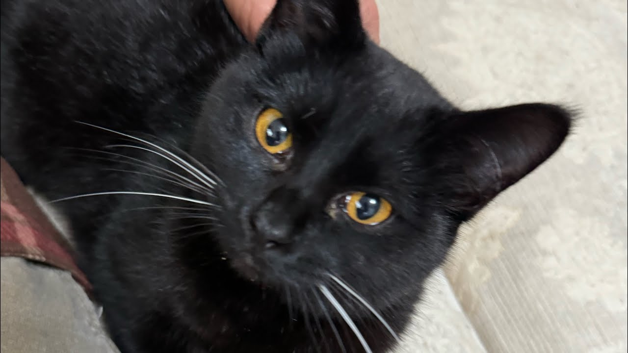 So cute! This beautiful black kitty loves to play - YouTube