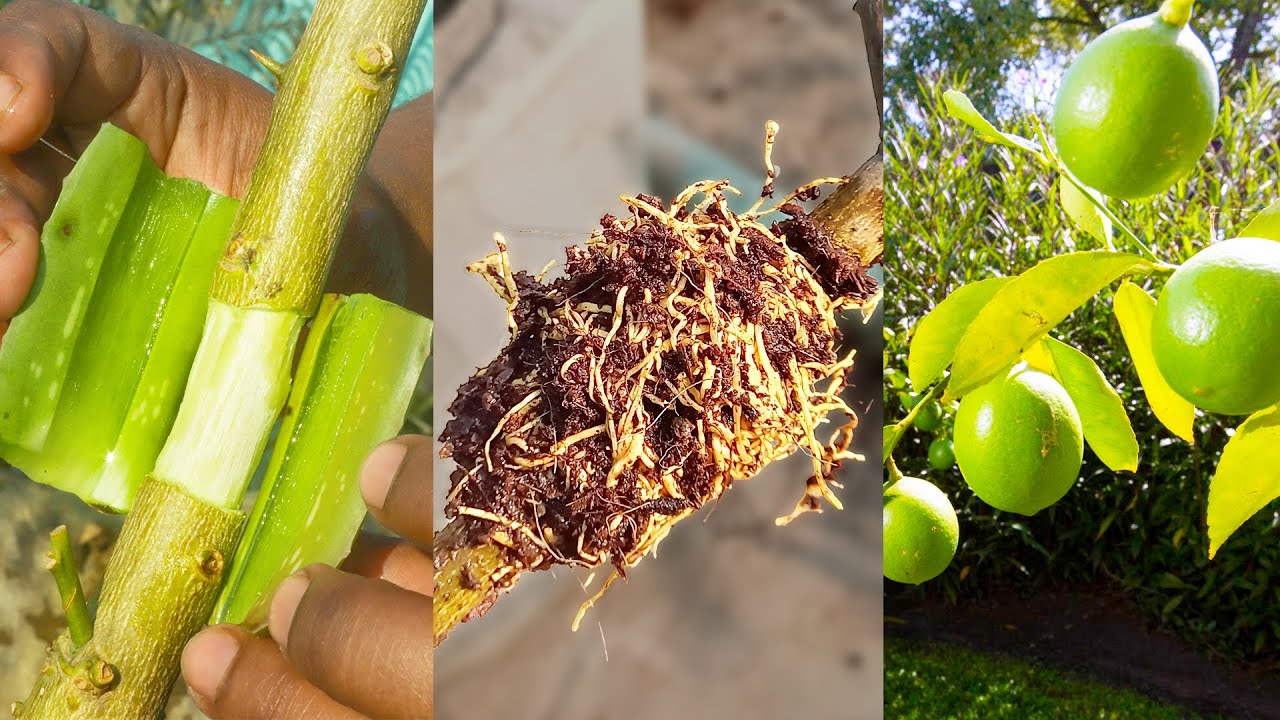 How to propagate lemon tree from Lemon tree stem - With 100% success ...