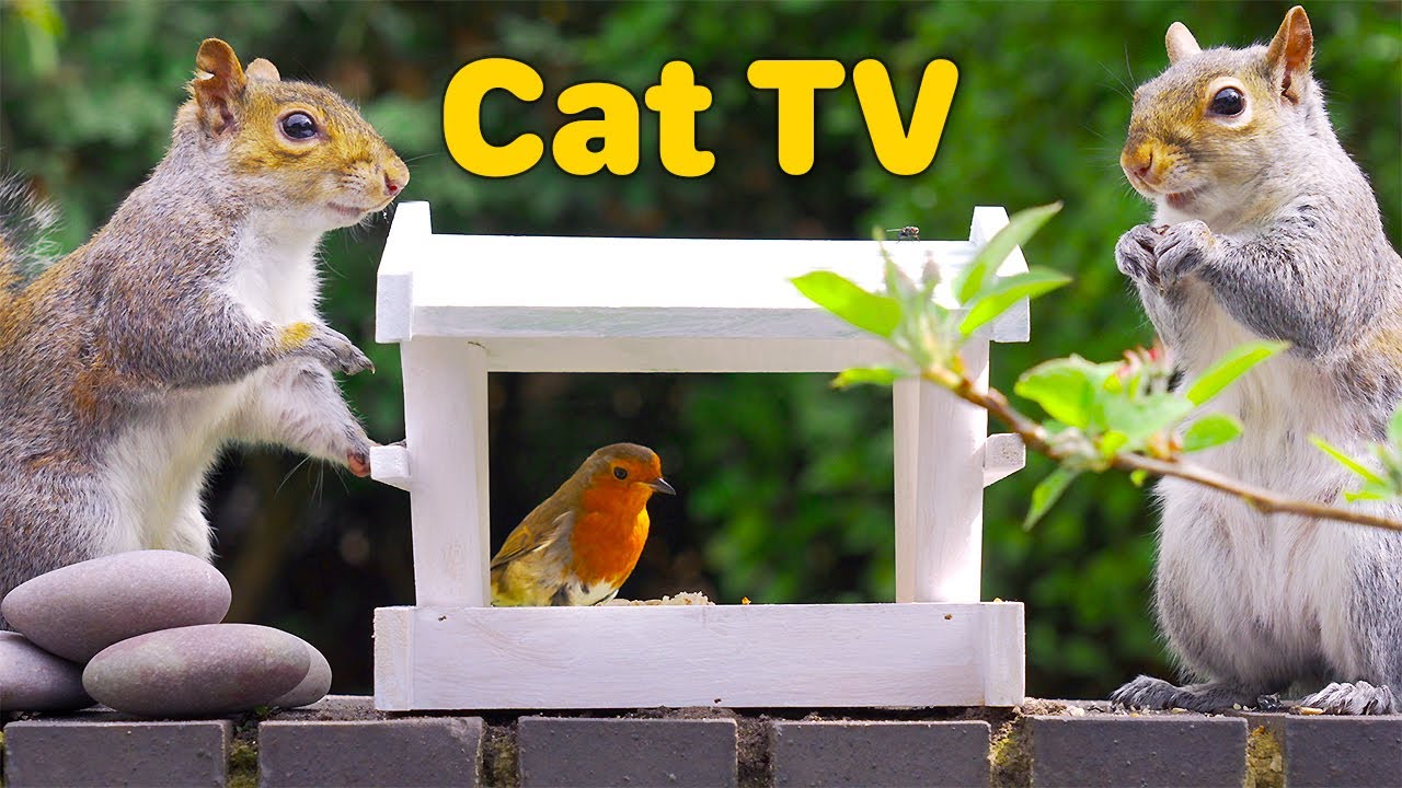 Cat TV for Cats to Watch 😸 Small Birds and Naughty Squirrels 🐿 Bird ...