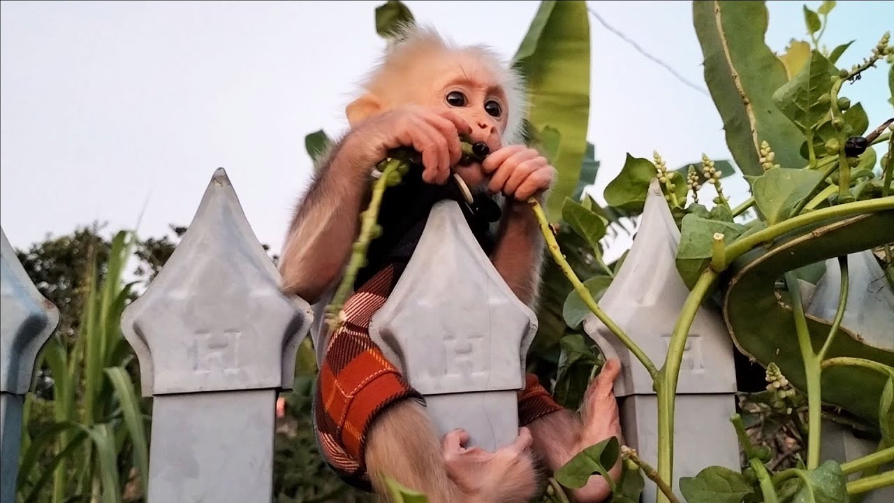 Cool and funny afternoon of baby monkeys - YouTube