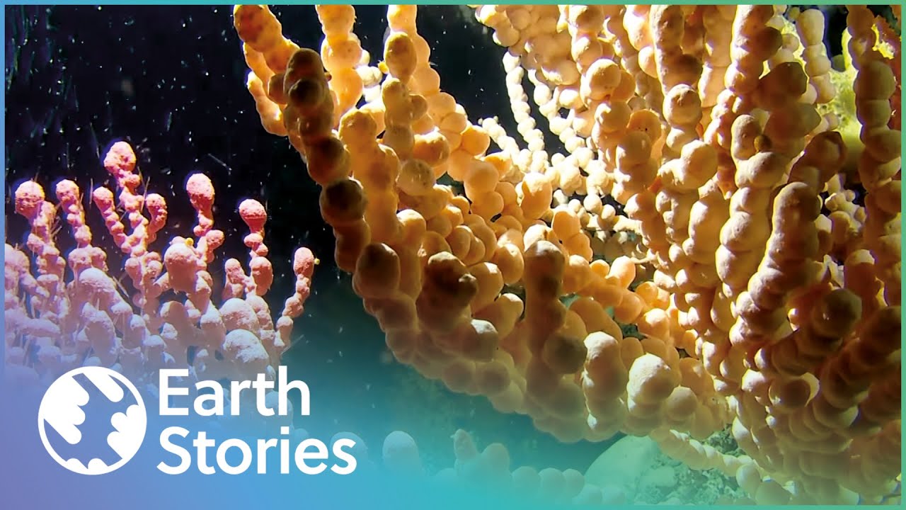 The Coral Reefs That Thrive In Darkness | Alien Reef - YouTube