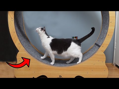 Give Your Cats the Exercise They Need with This Cat Wheel!