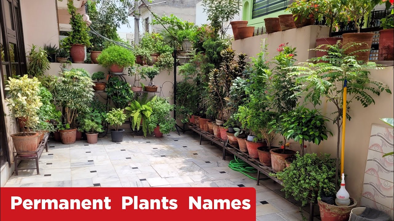 10 Permanent ornamental plants for ur garden - YouTube