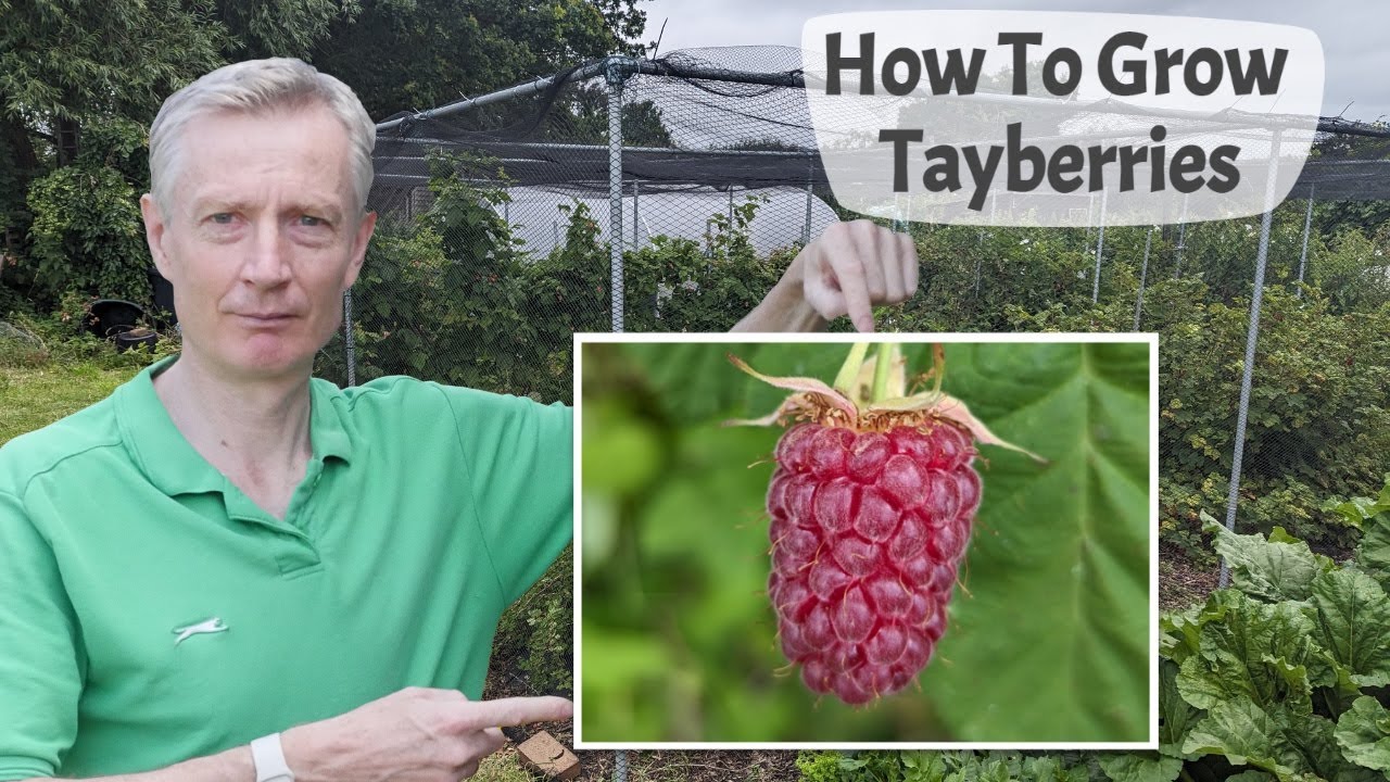 How To Grow Tayberries - A Delicious And Large Cross Between A ...