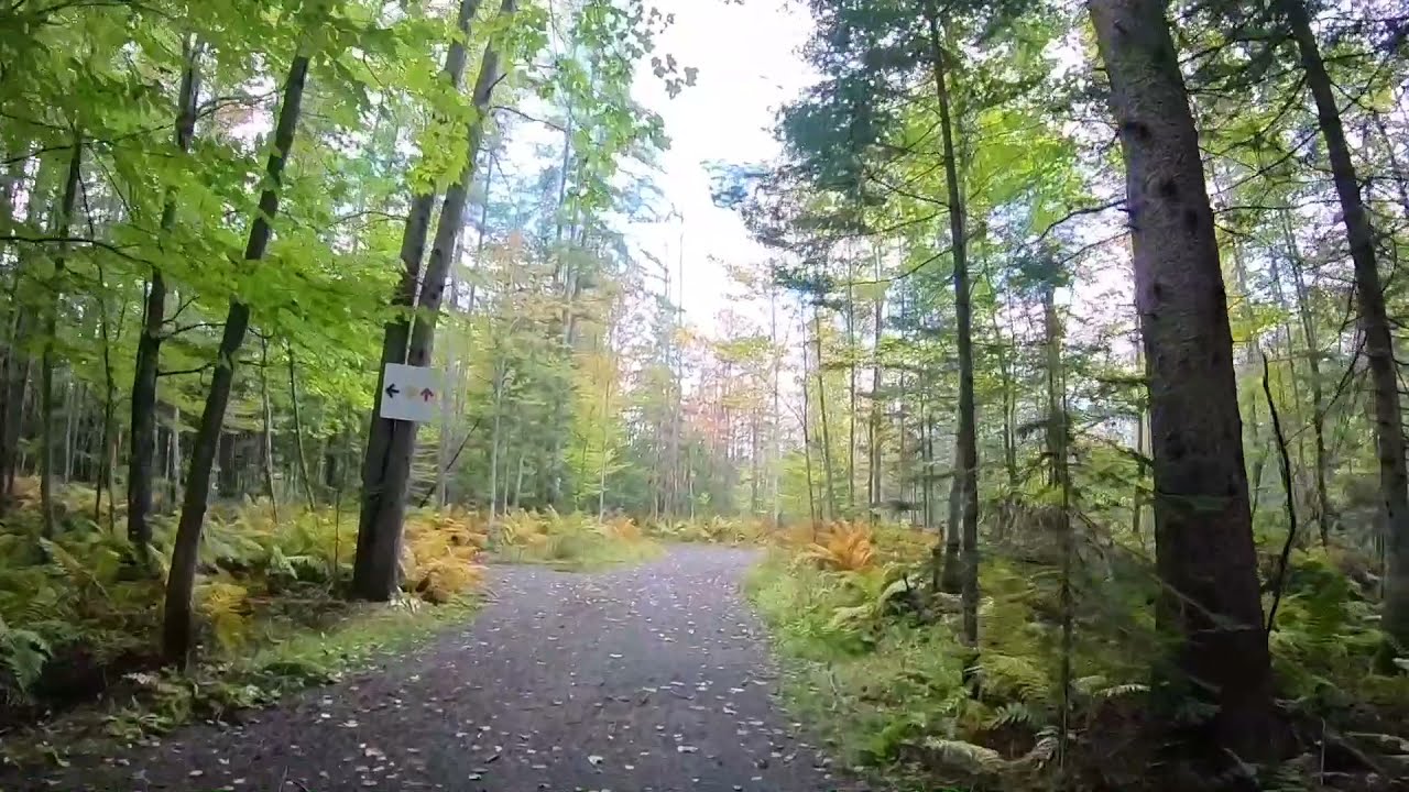 Mont-Royal Park Montreal |Amazing forest scenery in Mount-Royal Park in ...