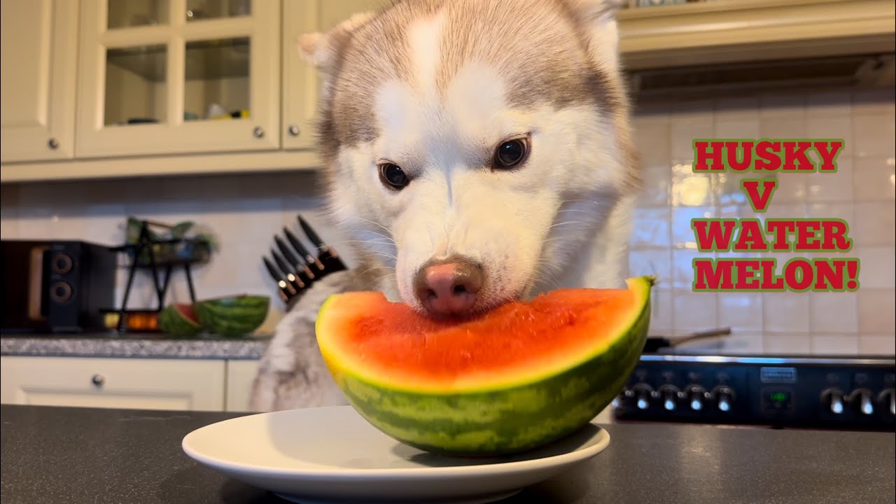 Talking Husky Tries Watermelon For The First Time!😂. He Argues & Tries ...