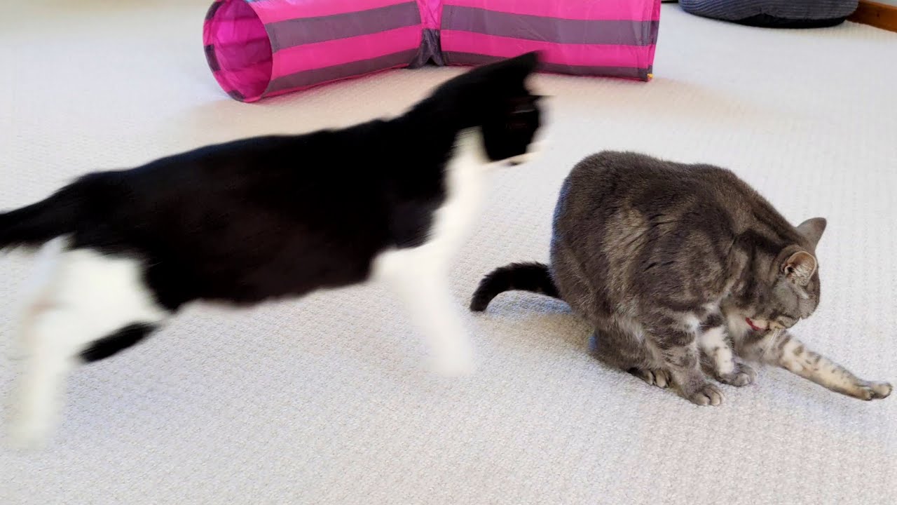 Sneak Cat Attack - YouTube
