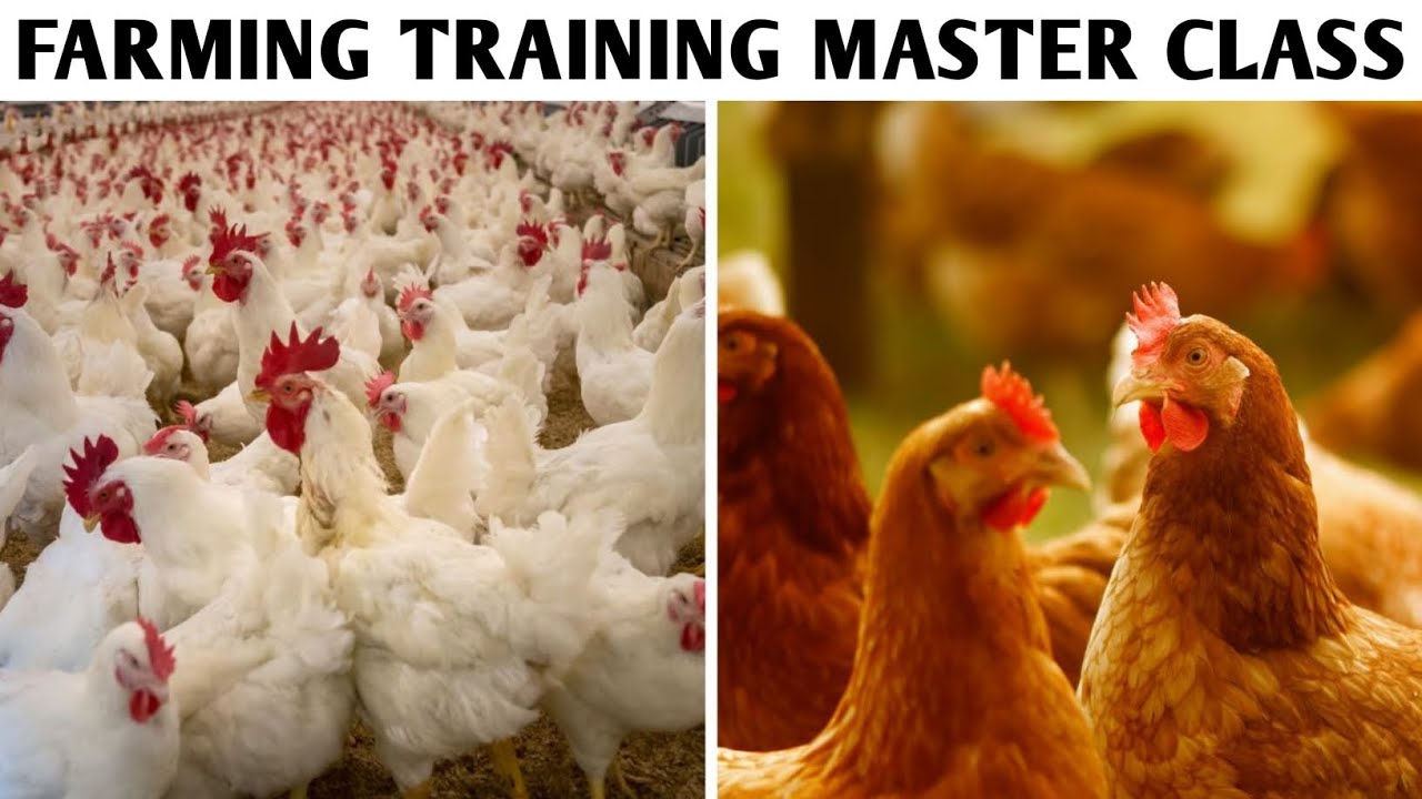Poultry Farming Training for 1000 people - YouTube