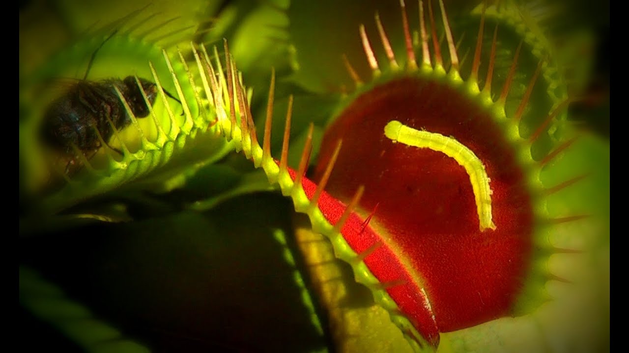The Very Hungry Caterpillar - Venus flytrap / Venusfliegenfalle - YouTube