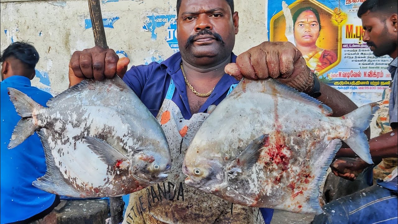 KASIMEDU 🔥 SPEED SELVAM | BIG SIZE WHITE VAVVAL FISH CUTTING VIDEO | 4K ...