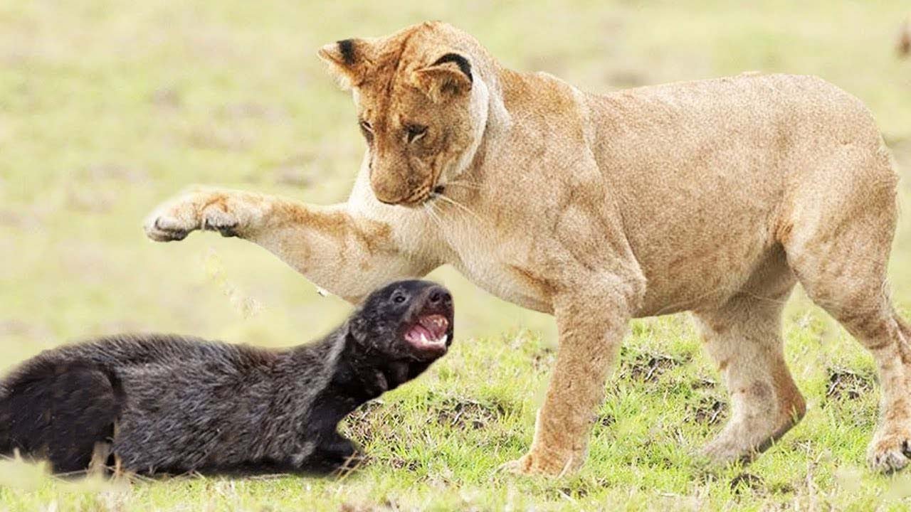 10 Most Fearless And Bravest Animals On The Earth - YouTube