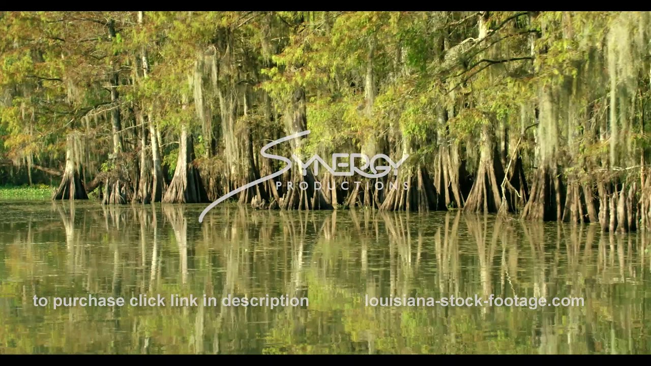 830 Classic louisiana swamp scene stock footage video - YouTube