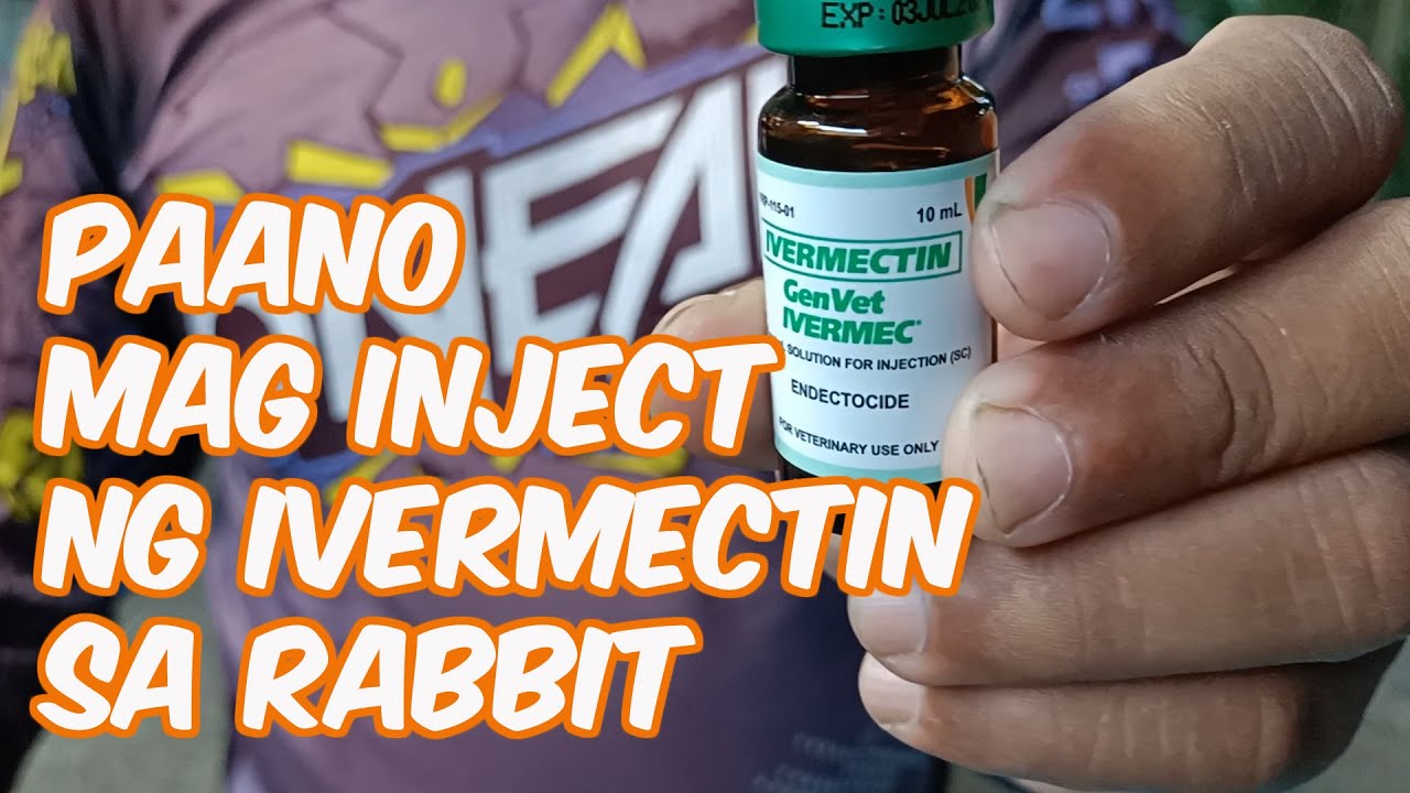 Rabbit Farming | Paano Mag Inject Ng Ivermectin Sa Rabbit | Rabbit ...