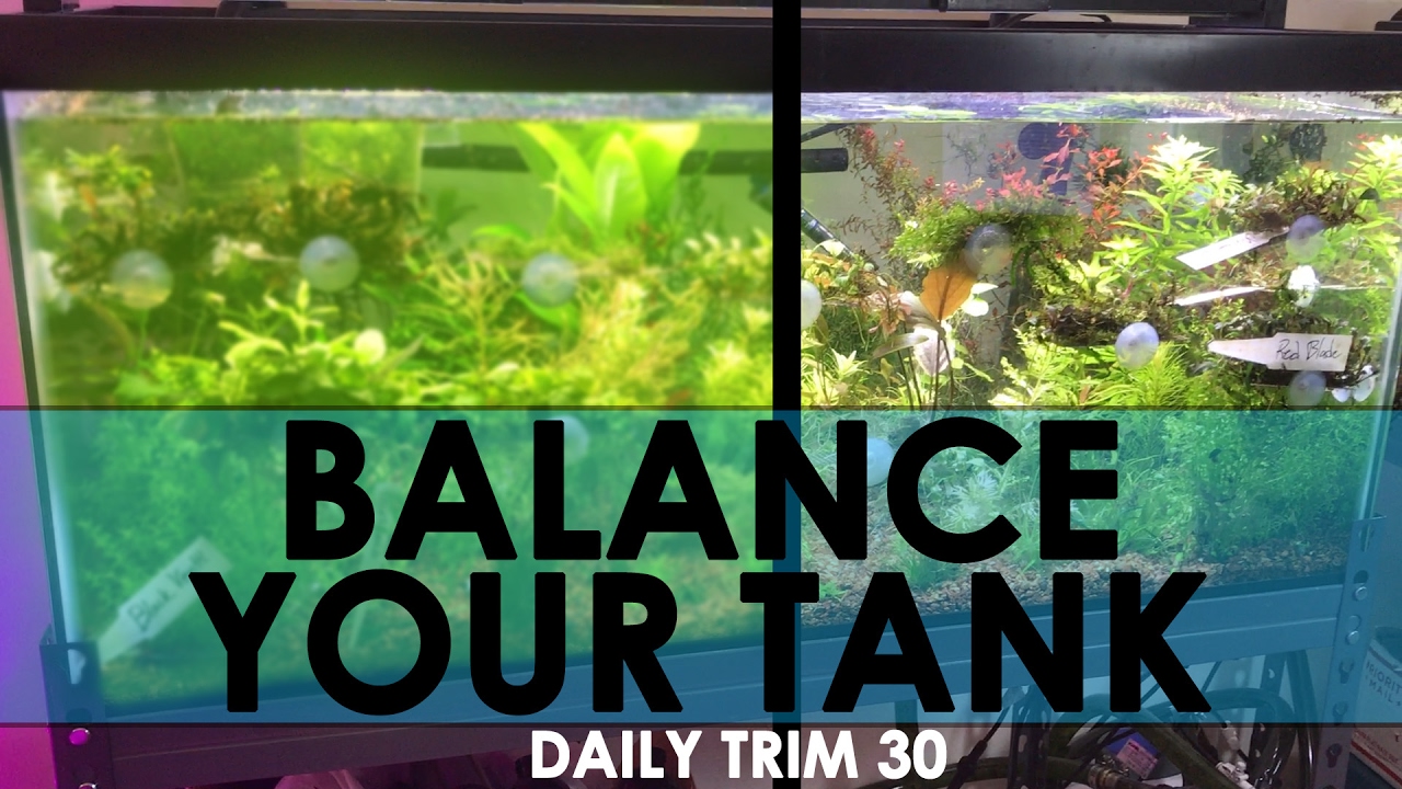 HOW TO BALANCE YOUR TANK 🌱💧| DAILY TRIM 30 - YouTube