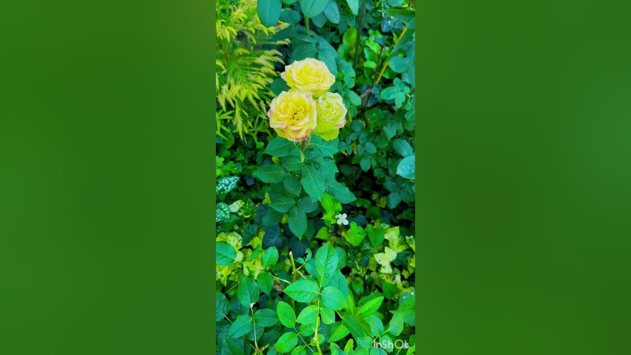 Роза Доллар в ландшафте питомника Buonroza #flowers #цветы #розы #rose ...