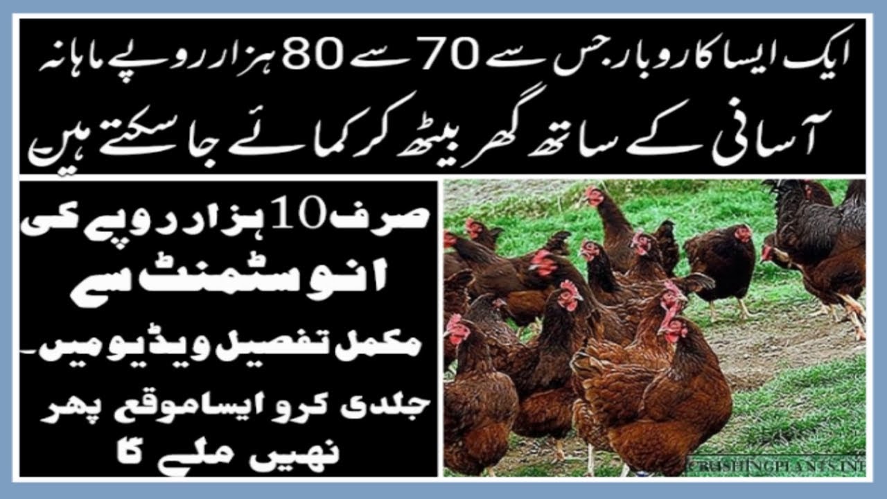 300-Golden Misri Hen Feasibility||Desi Hen Farming in Pakistan||Golden ...