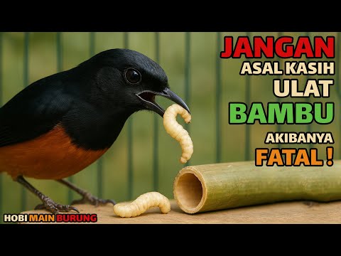 Ulat Bambu Buat Murai Batu? Jangan Asal Kasih! Ini Efek Nya!