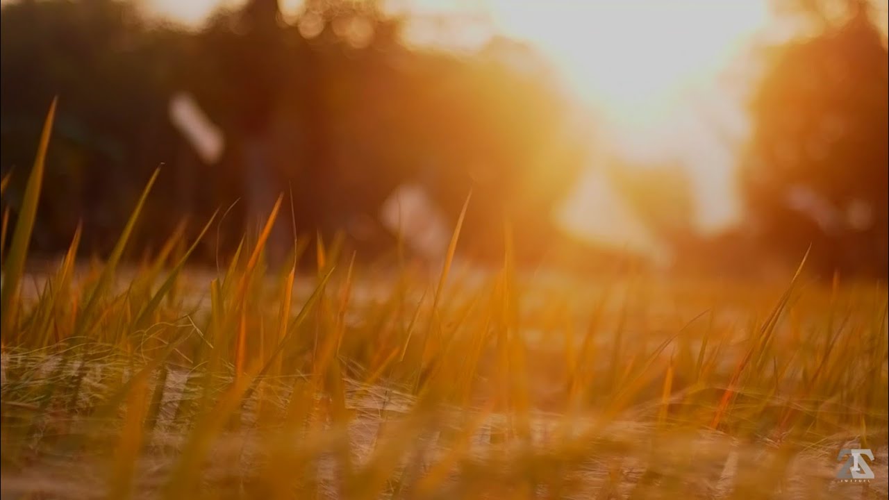 CINEMATIC SAWAH 30 DETIK | SINEMATIK SUNSET SAWAH | CINEMATIC ALAM ...