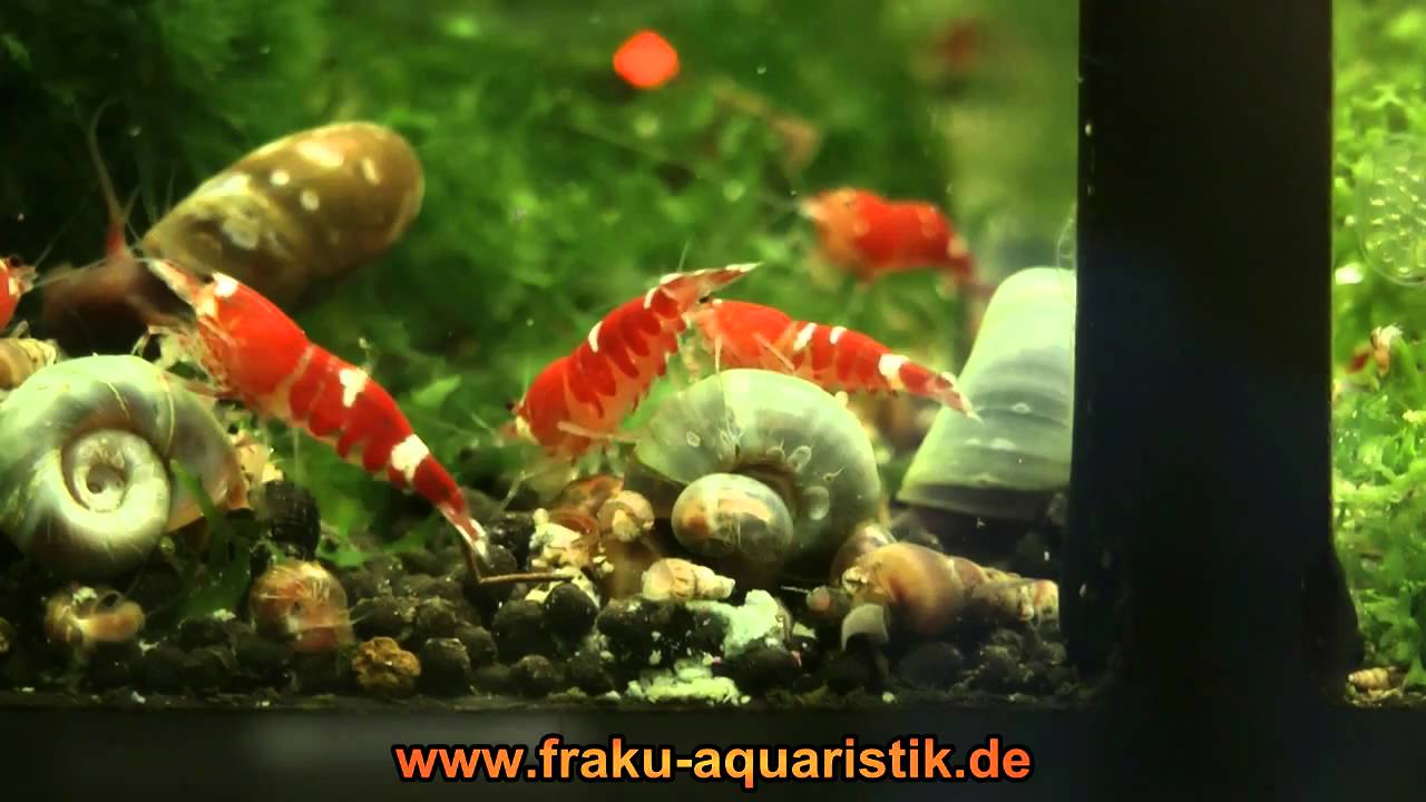 super red crystal garnele - CRS - YouTube