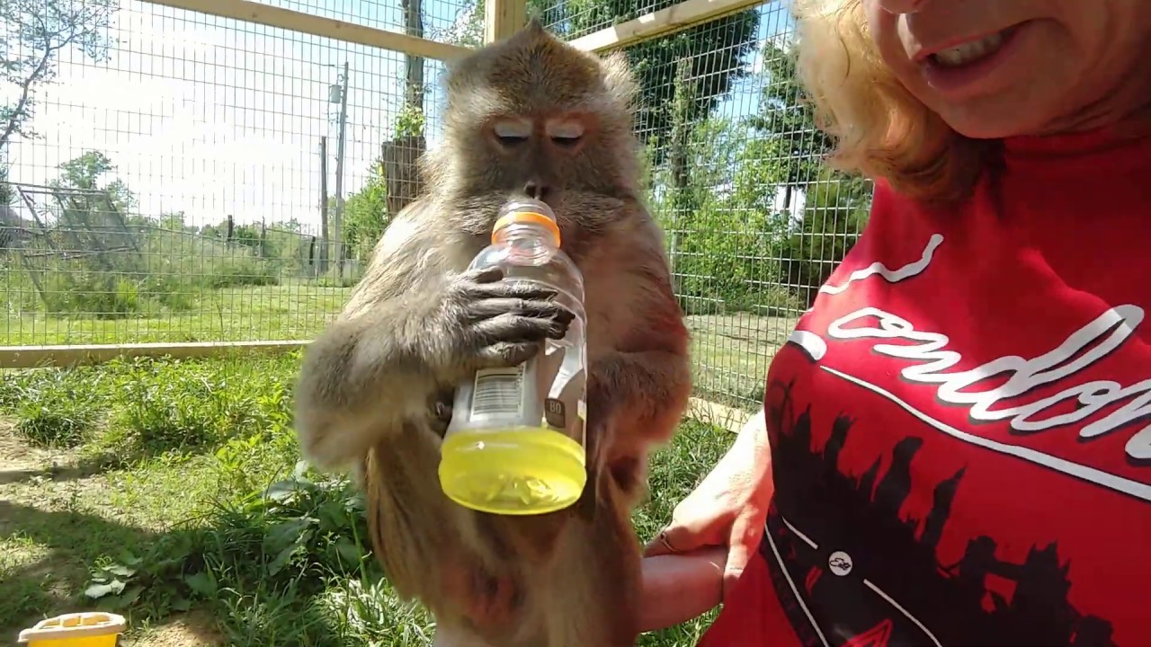 Funny Monkey Belch by Bugs Bullock - YouTube