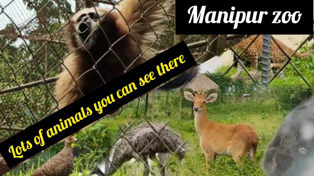 One and only zoo in manipur//🐝 - YouTube