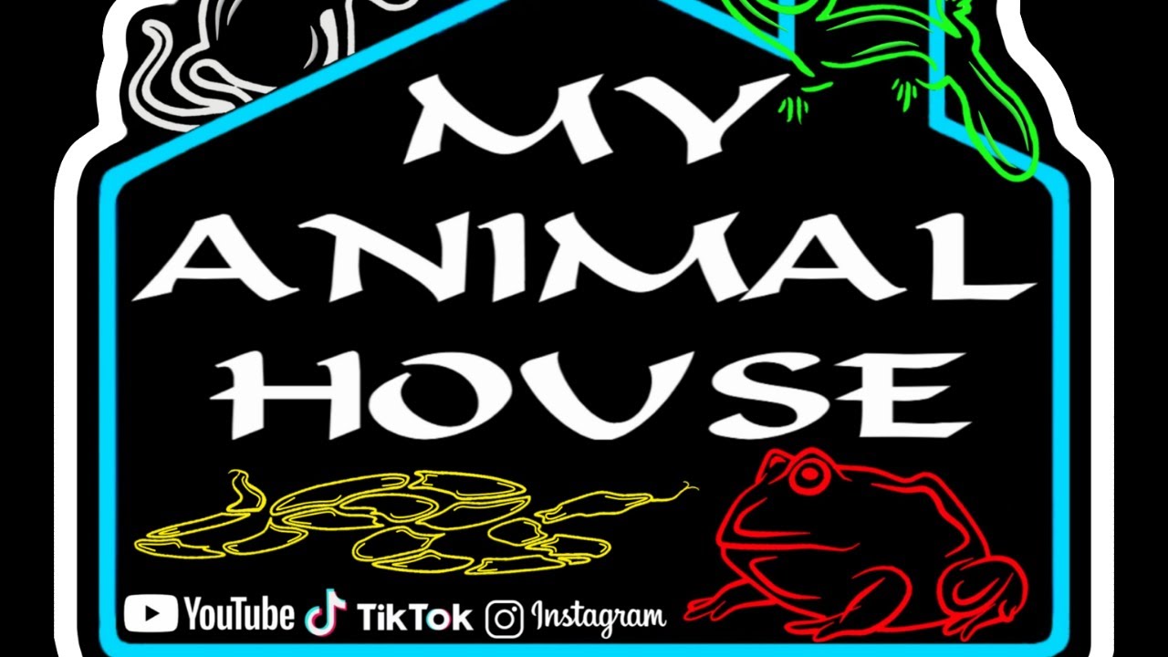 Ball Python (Reptile) & Rodent | Care and Maintenance - YouTube