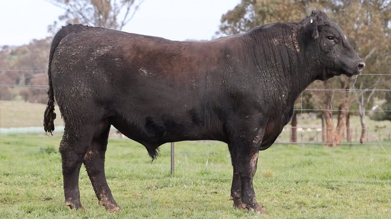 Lot 37 BIE22T16 Onslow Angus 2023 - YouTube