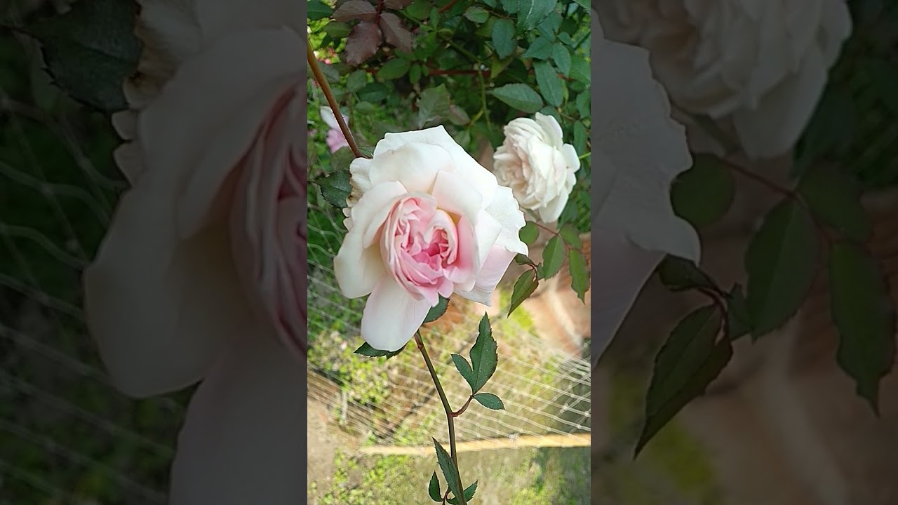 Amar baganer golap phool#shorts #golap - YouTube