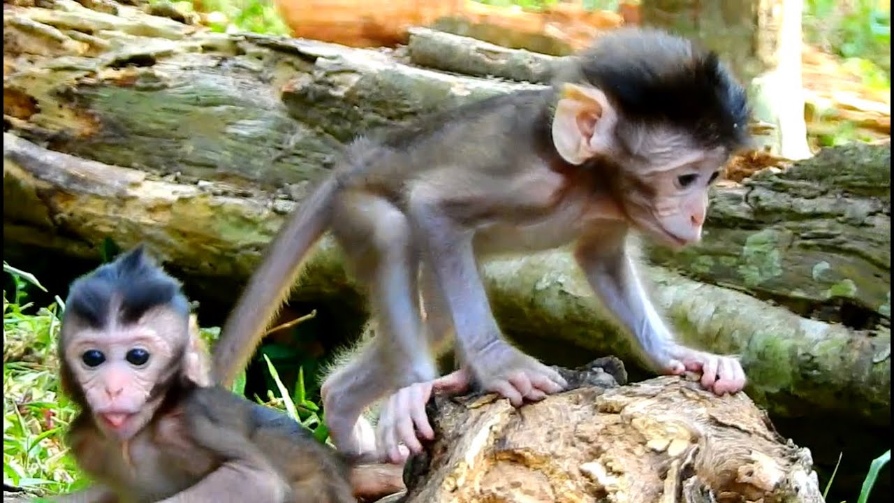 Funny baby monkey playing with friends, Lovely baby monkey playing ...