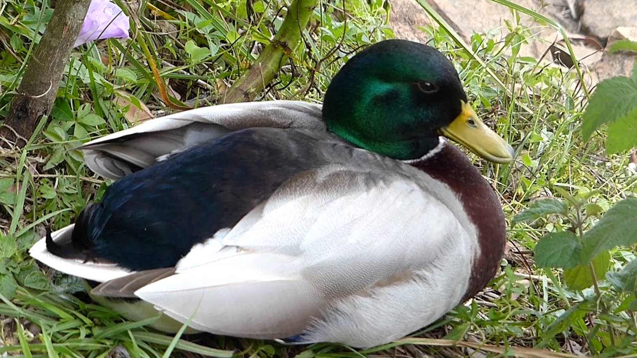 fauna selvagem PATO REAL animais animals ave aquática silvestre bichos ...