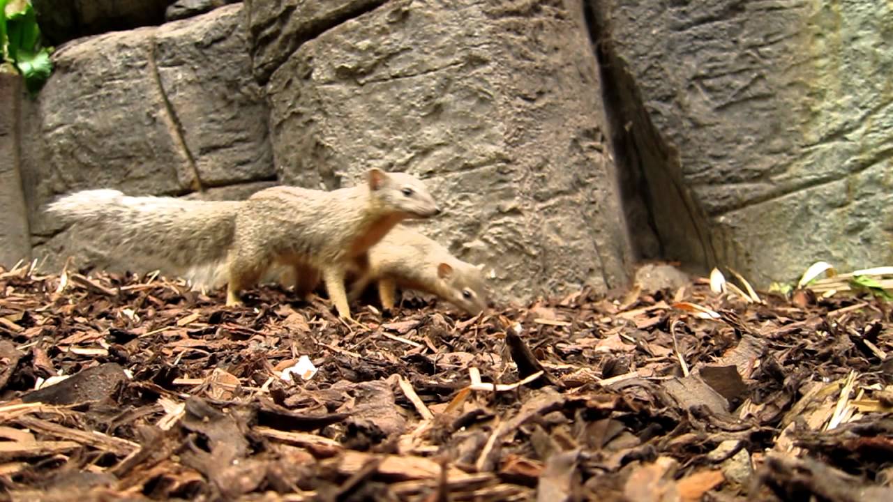 narrow-striped mongoose (Mungotictis decemlineata) females, RSCC - YouTube