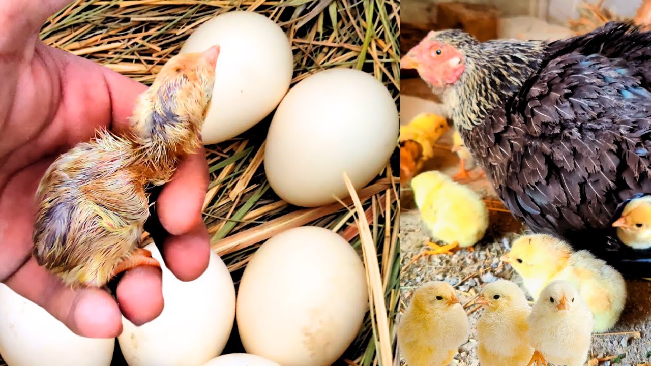 The Hatching Process, From Egg to Chicks - YouTube
