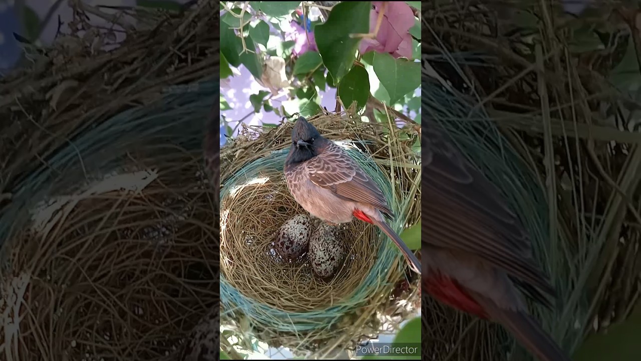 bulbul chidiya egg 🥚#viral #shorts #birds - YouTube