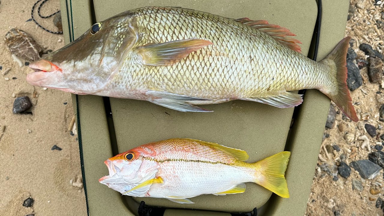 BIG Fish on the Kayak in Nago Bay Okinawa, Japan |#fishing #japan #fish ...